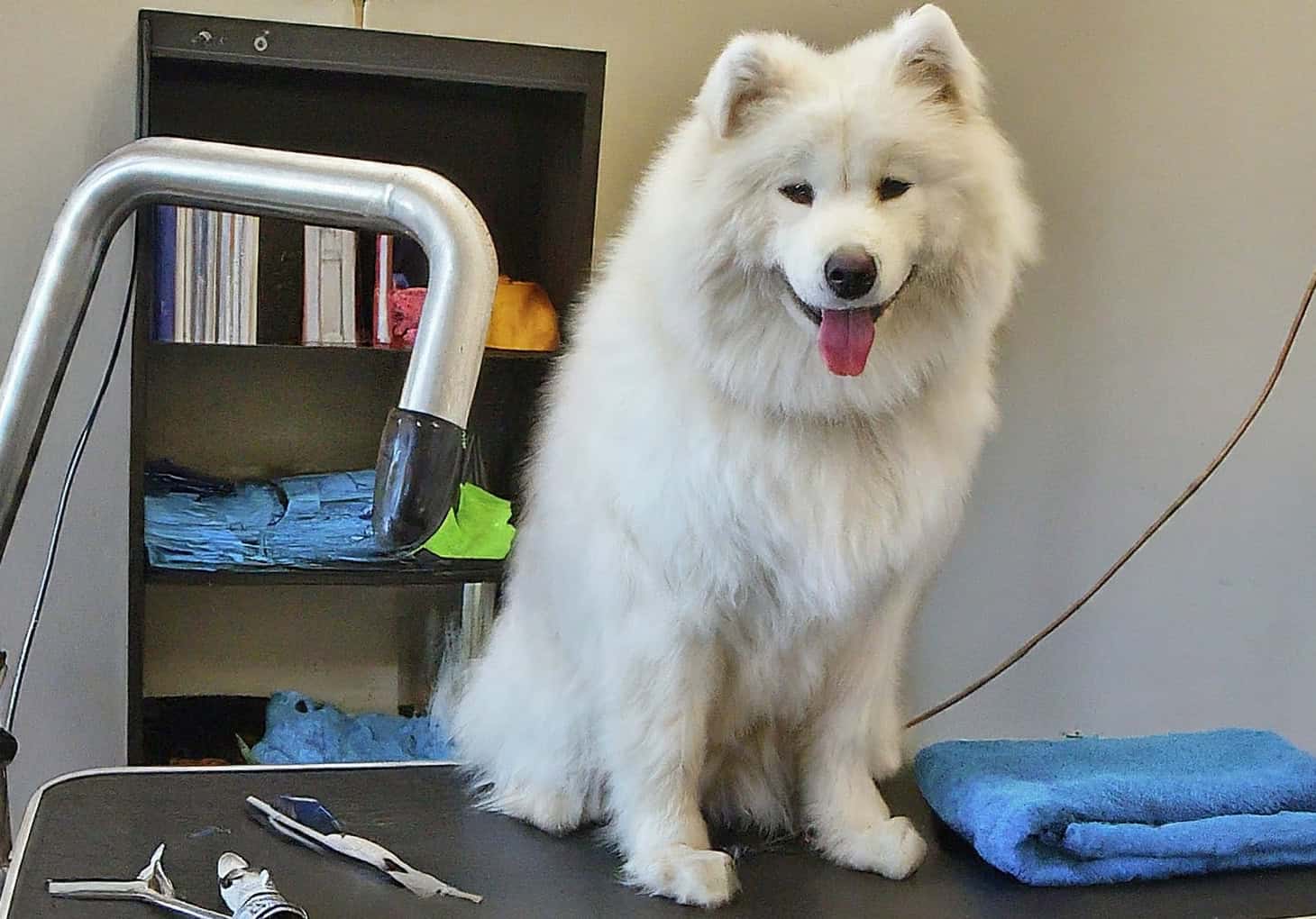 The Ultimate Dog Grooming Guide: Keep Your Dog's Skin and Coat Healthy