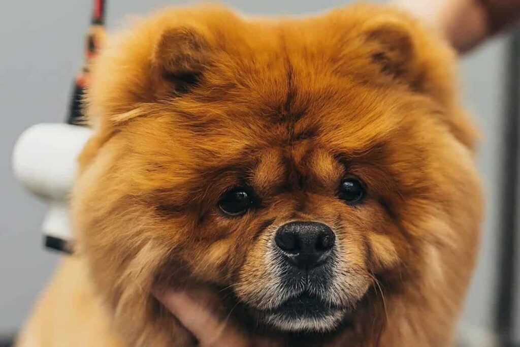 The Ultimate Guide to Dog Grooming: How to Do It Yourself - Dog Grooming