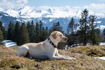 Labrador Retriever Grooming: What You Need To Know